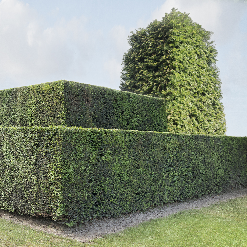 House & Hedge – Carol Erb Art